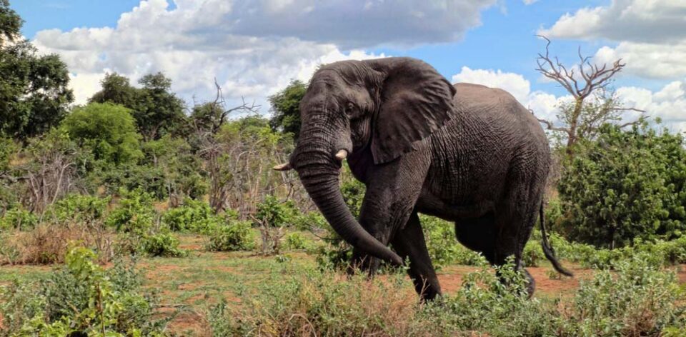 10 Best Countries for Safari - Creative Travel Guide